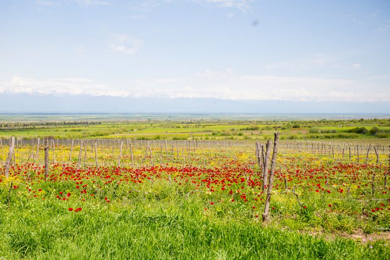 Sighnaghi and Georgia's Kakheti Wine Region