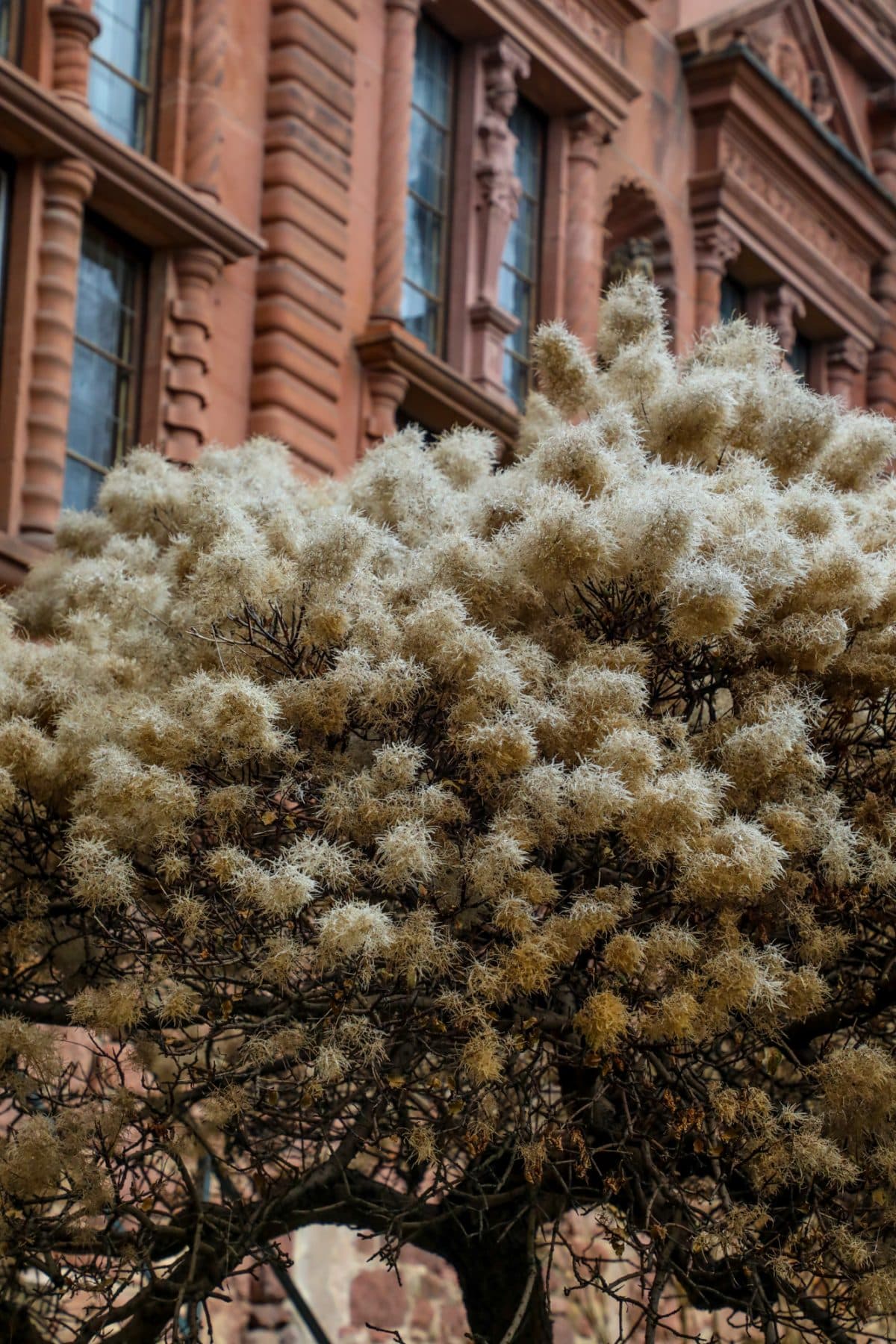 Heidelberg Castle - Sweet Cs Designs