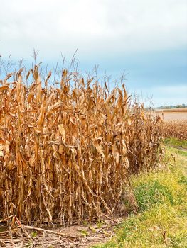 Corn Fed Iowa - Touring America's Farms - Sweet Cs Designs