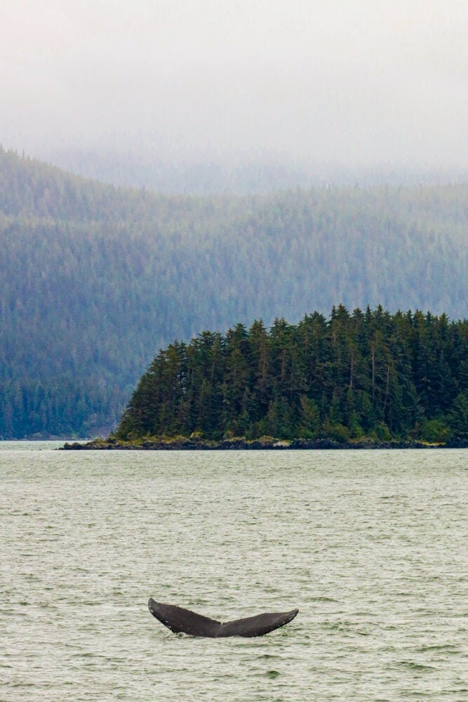 Juneau Alaska Port Guide - Sweet Cs Designs